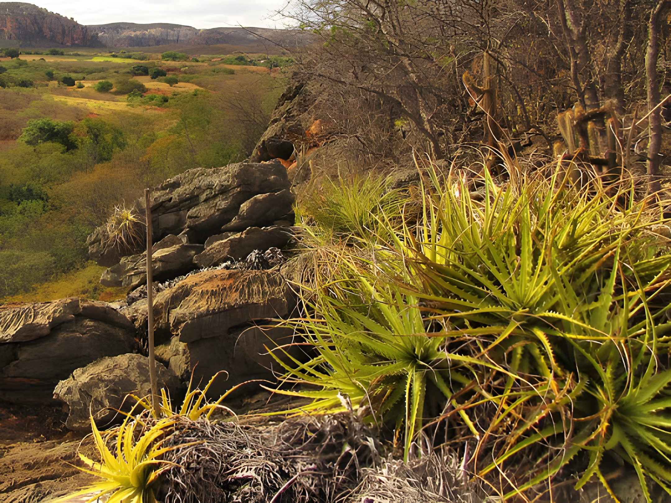 Macambira: A Joia da Caatinga - Natureza em Foco