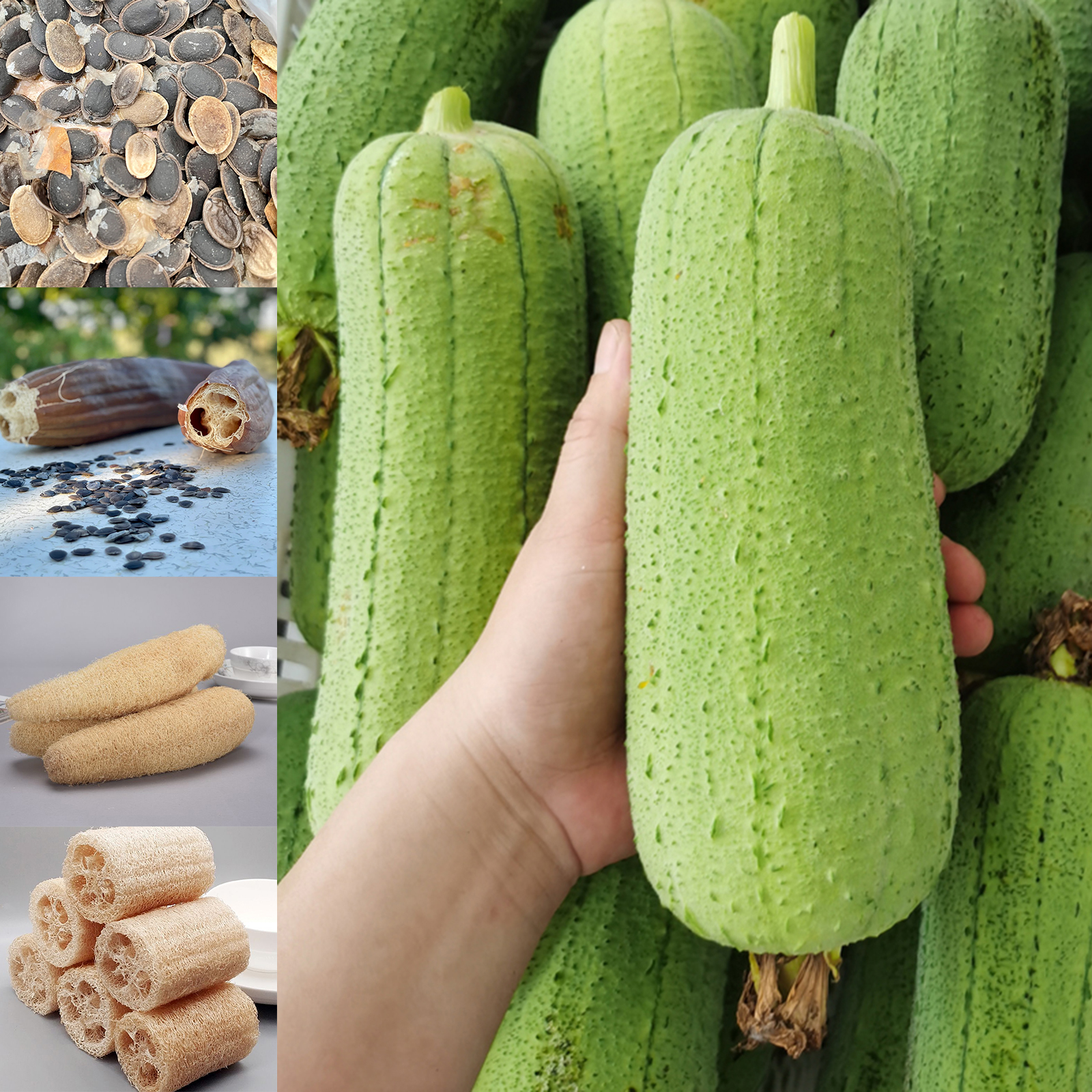 Bucha Vegetal: Uma Planta Com Mil e Uma Utilidades.