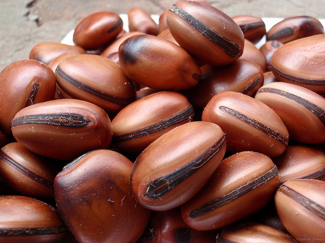 Mucunã – Mucuna pruriens: Propriedades e Aplicações