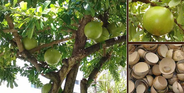 Coité: Conheça os Benefícios da Crescentia Cujete!