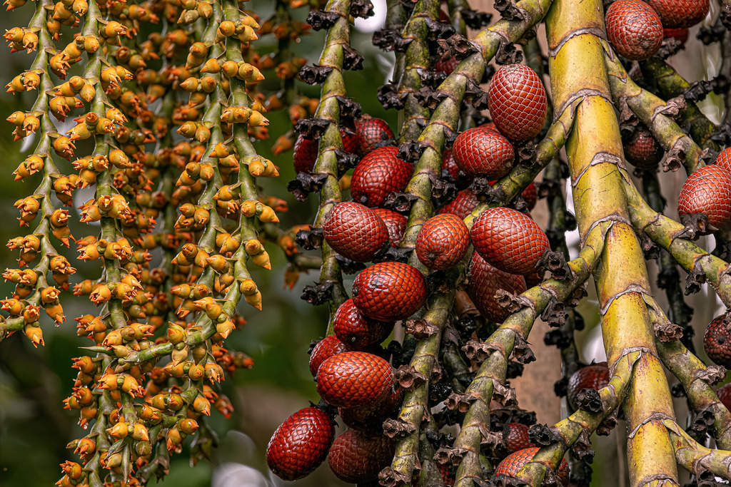 Buriti – Mauritia flexuosa L. f: Uma Palmeira Multifuncional