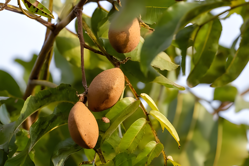 Camaru: Tesouro da Caatinga e da Medicina Tradicional