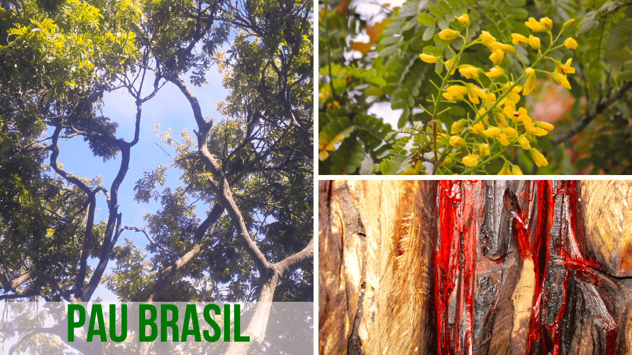 Pau-brasil: A Madeira que Moldou a História do Brasil