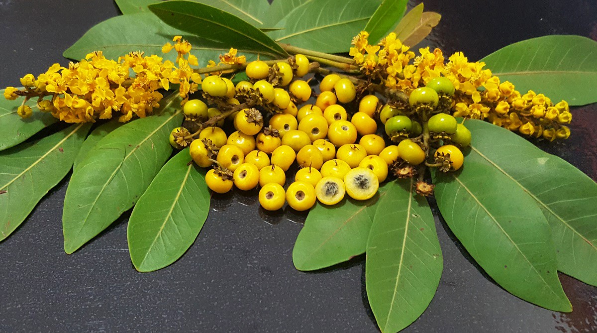 Murici (Byrsonima crassifolia): Fruto Símbolo do Cerrado