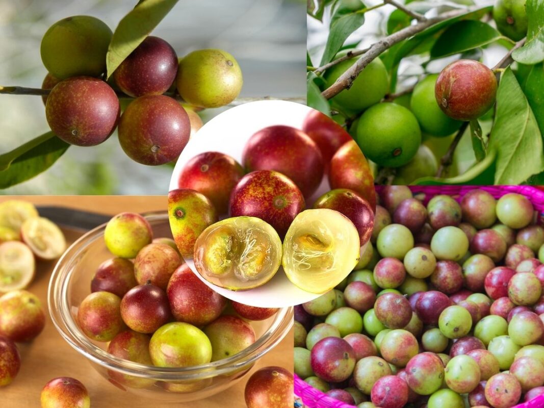 Camu-Camu: A Fruta Com Mais Vitamina C do Mundo