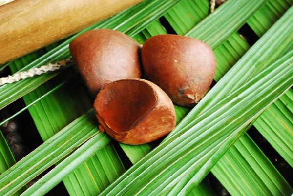 Andiroba: Tesouro Medicinal e Ecológico da Amazônia